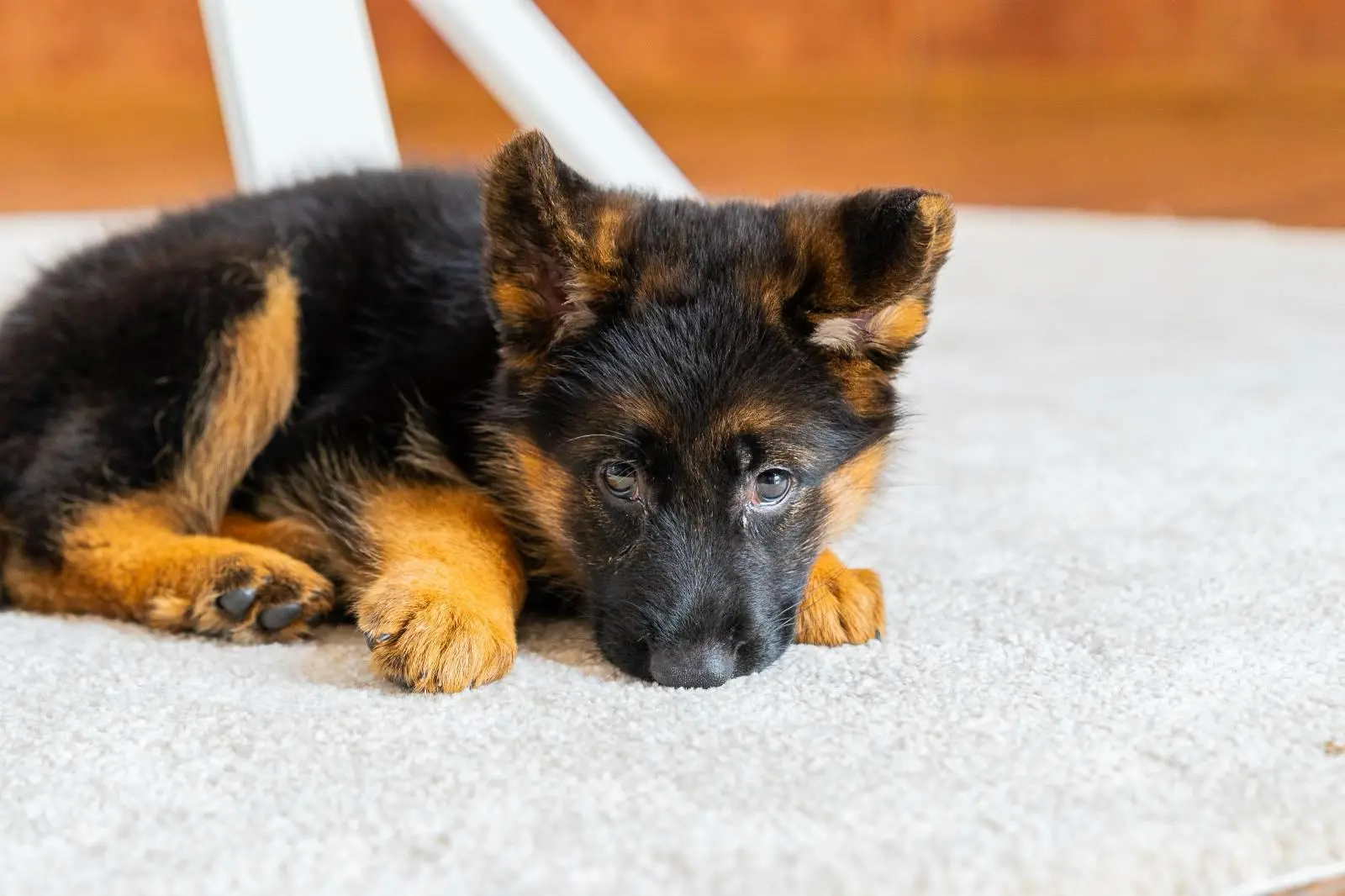 Premium German Shepherd Kennel-Breeding Excellence